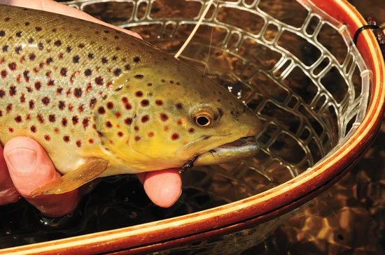 Mid Hudson Trout Unlimited