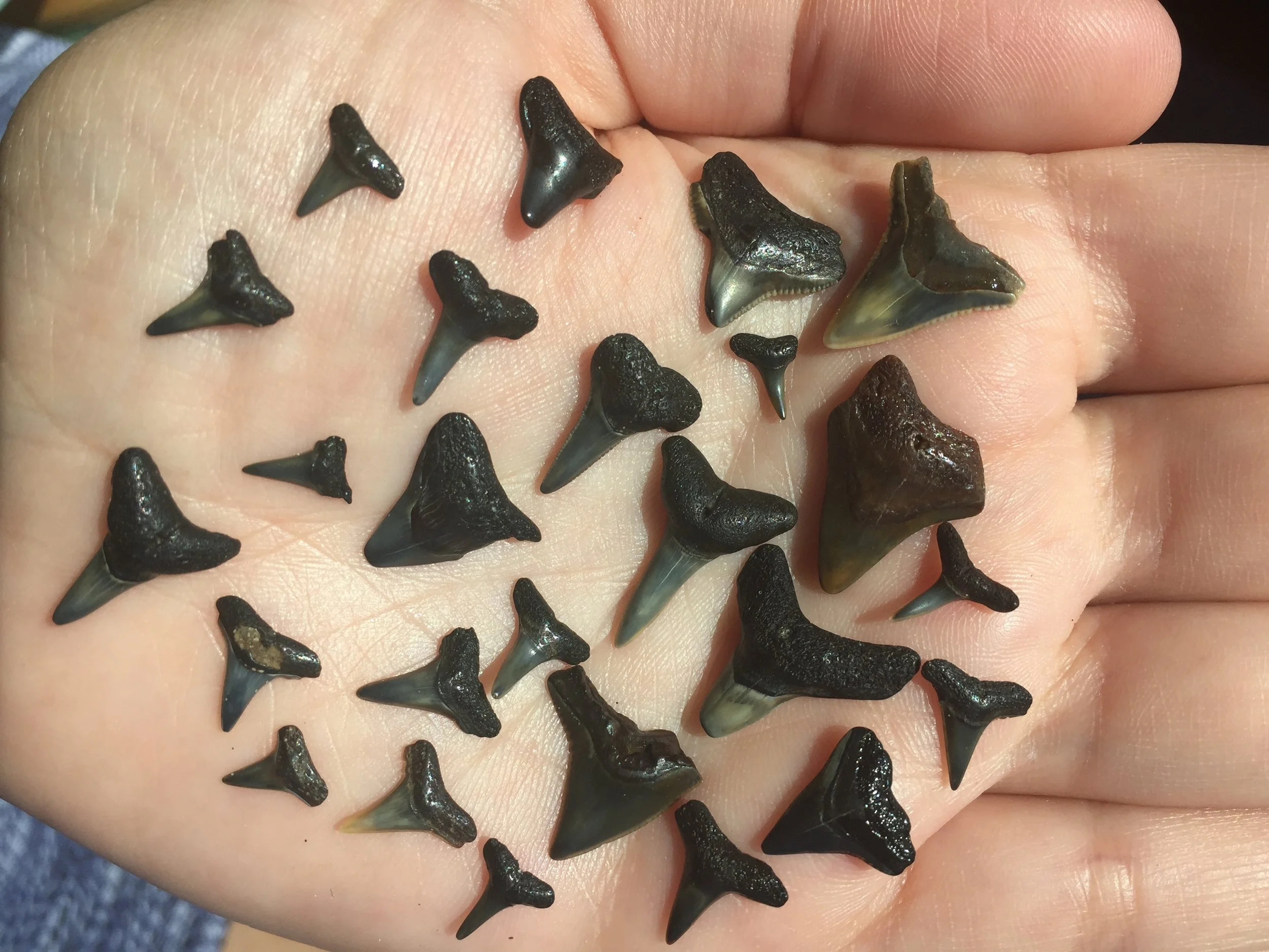 Black Tip Shark Teeth