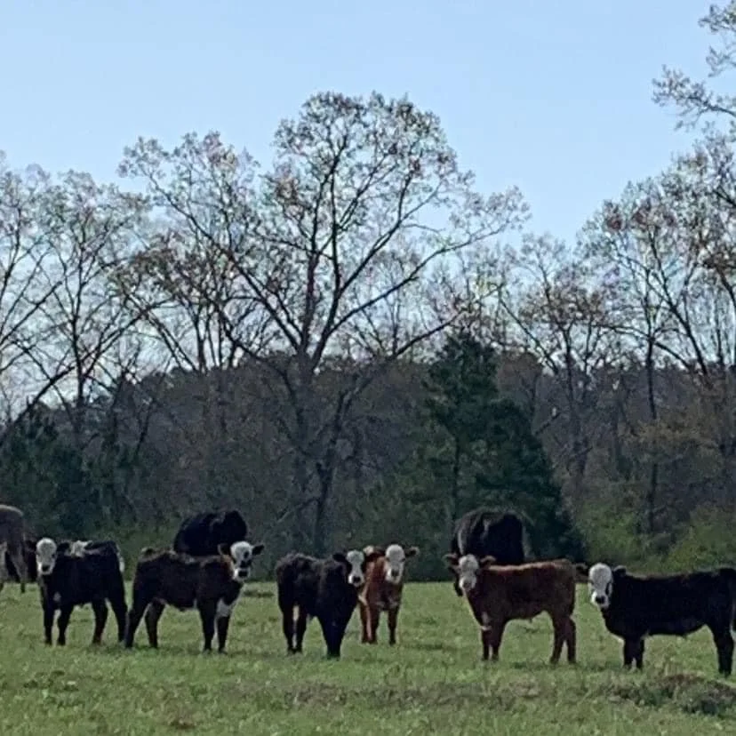 Vendors (New) — Rockmart Farmers Market