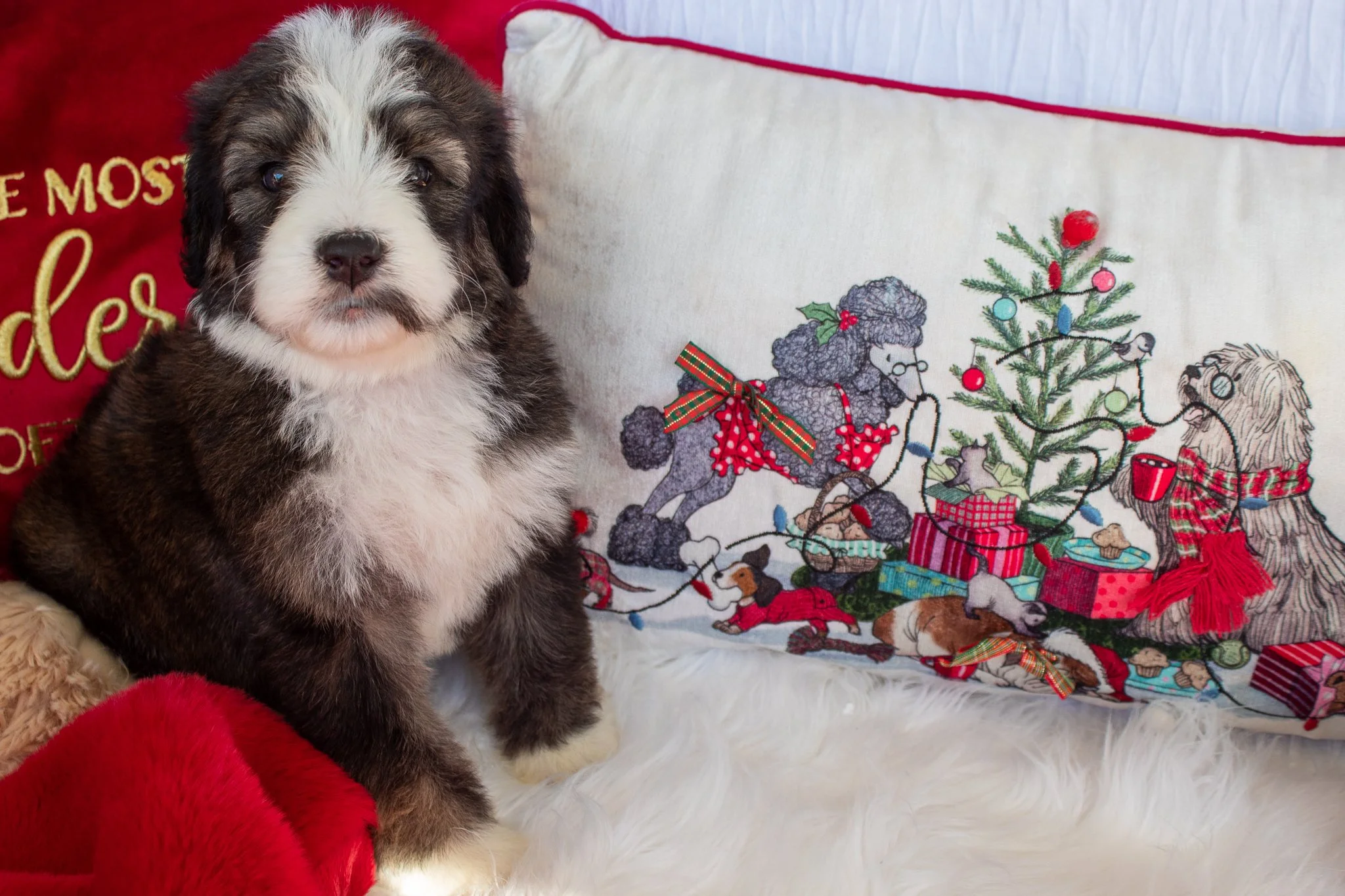 Bernedoodle Puppies For Sale| Cobblestone Bernedoodles Cobblestone ...