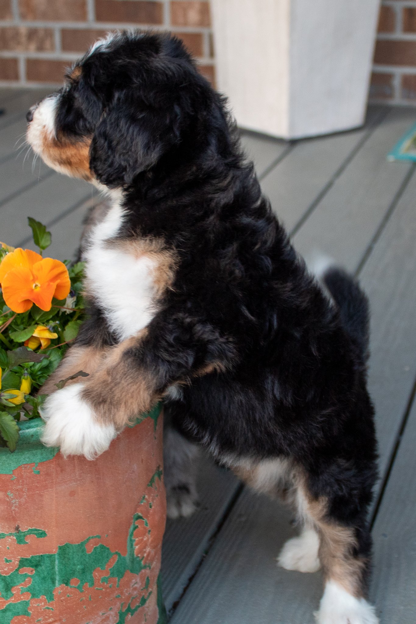 Bernedoodle Puppies For Sale| Cobblestone Bernedoodles Cobblestone ...
