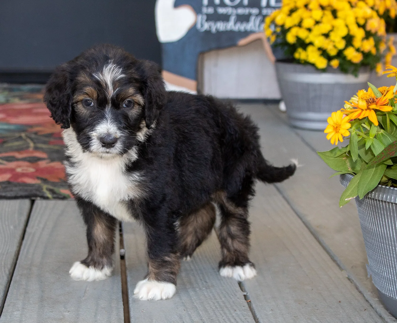 Bernedoodle Puppies For Sale — Cobblestone Bernedoodles