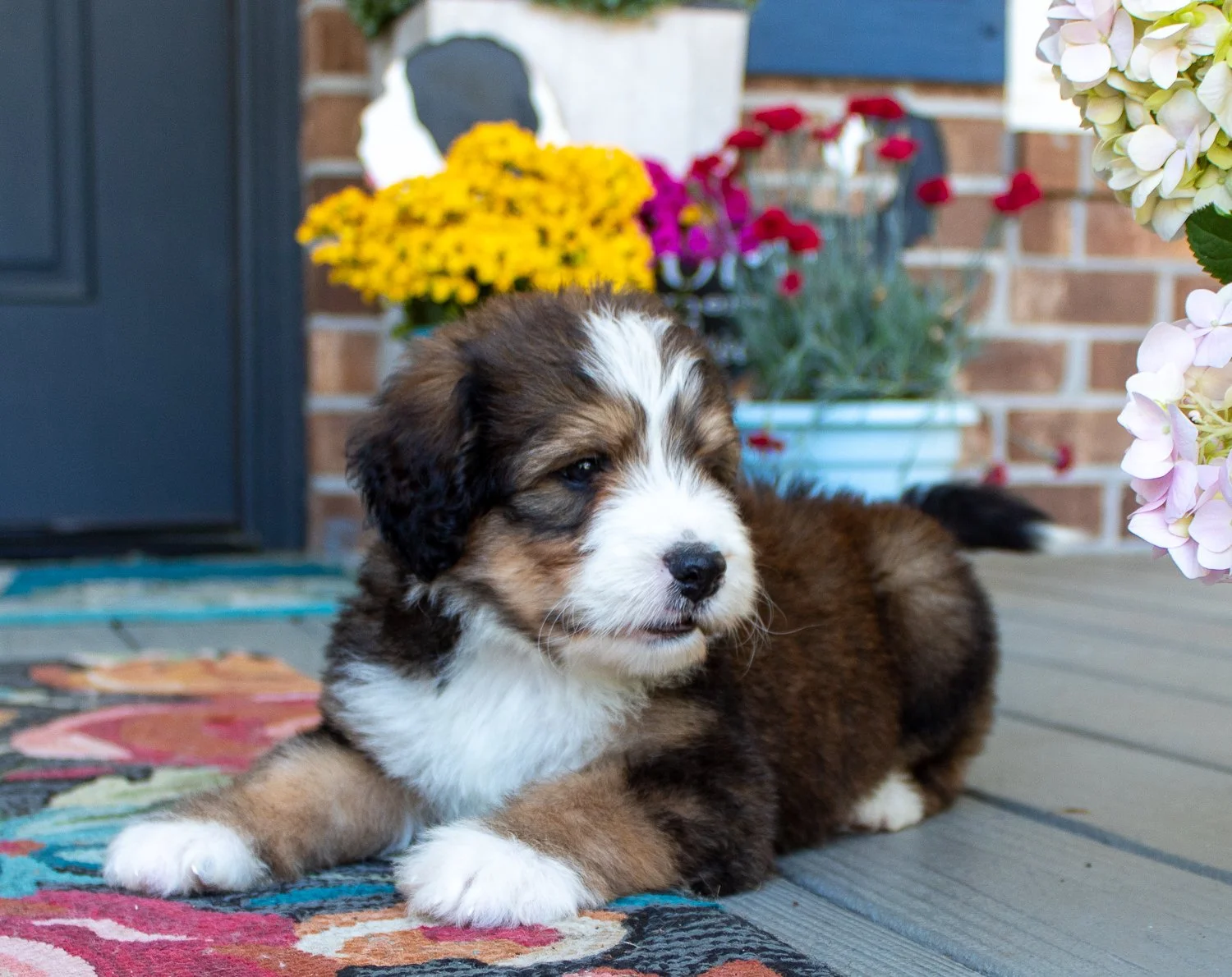 Bernedoodle Puppies For Sale — Cobblestone Bernedoodles