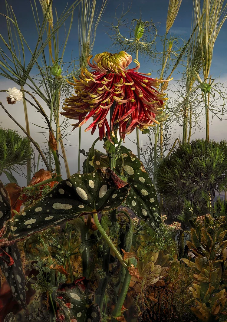 gilded lilies — TINE POPPE
