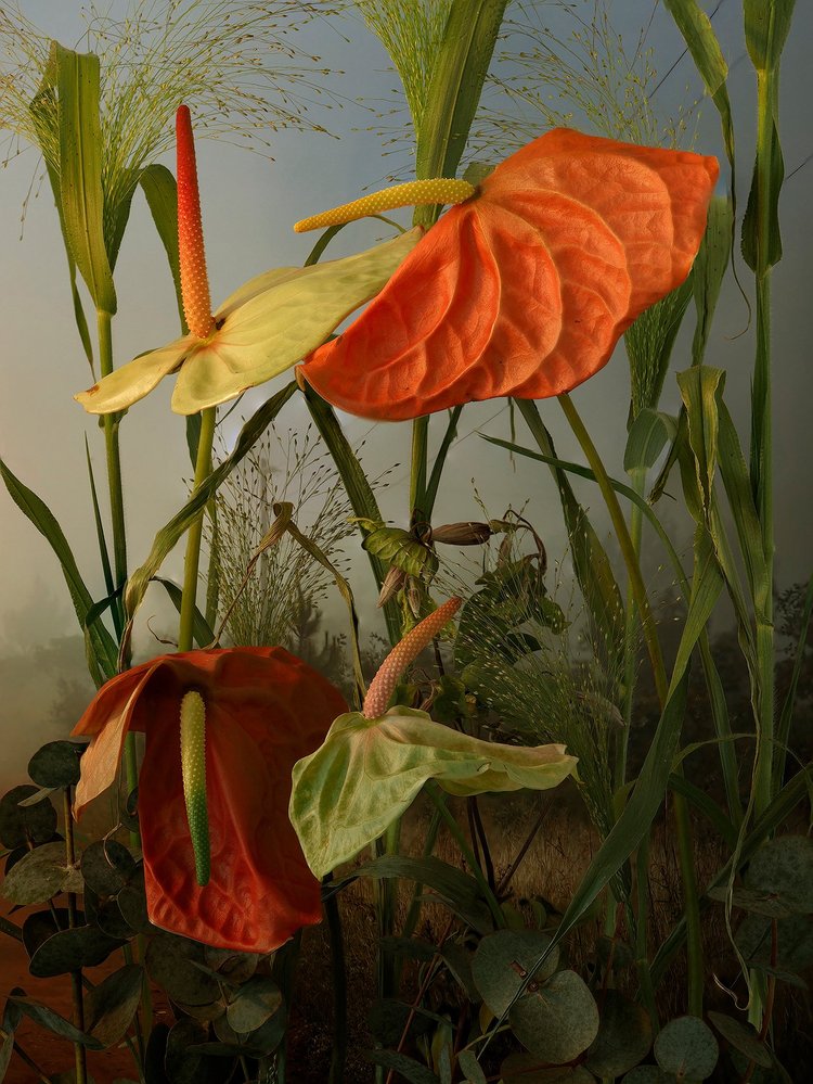 gilded lilies — TINE POPPE