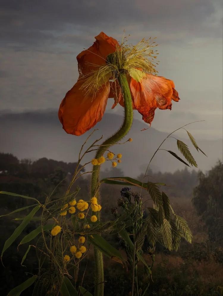 gilded lilies — TINE POPPE
