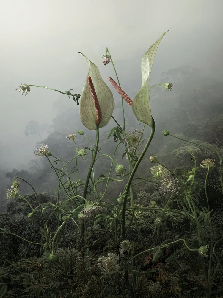 gilded lilies — TINE POPPE