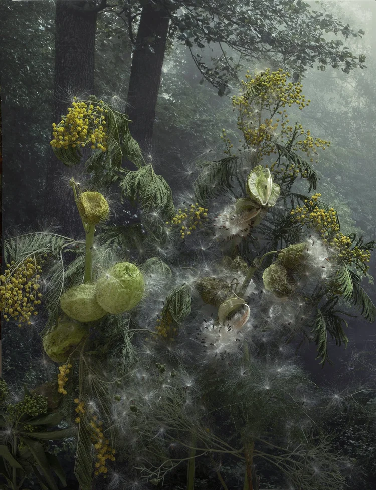 gilded lilies — TINE POPPE