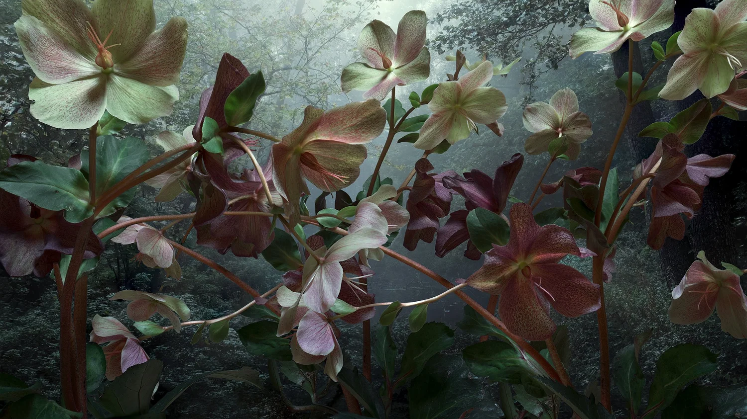 gilded lilies — TINE POPPE