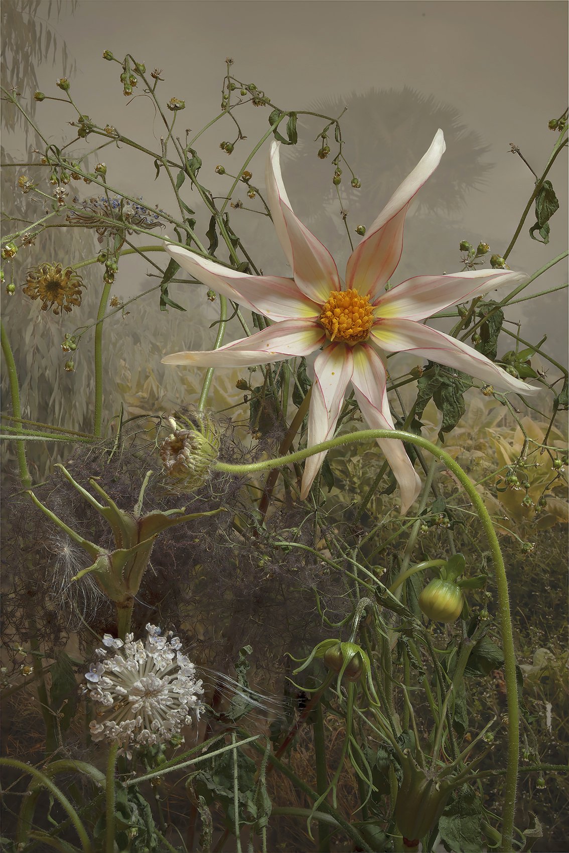 gilded lilies — TINE POPPE
