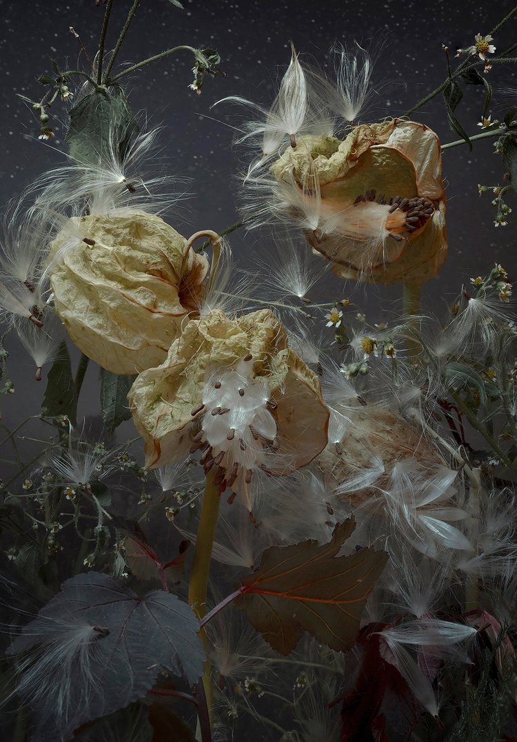 gilded lilies — TINE POPPE