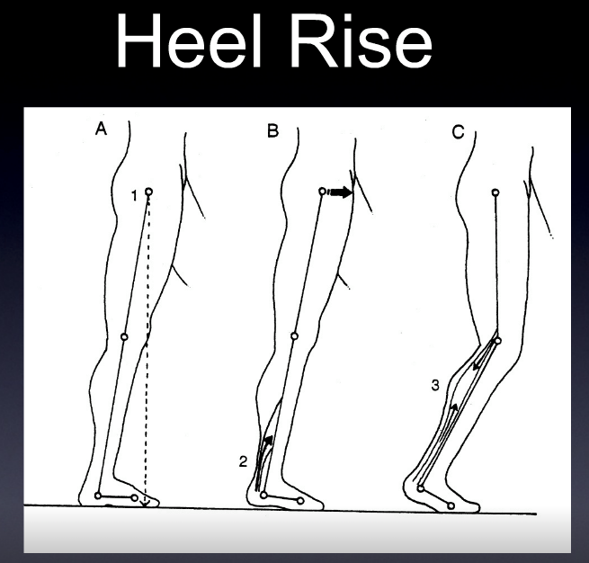 The 4 Factors of Heel Rise. — The Gait Guys