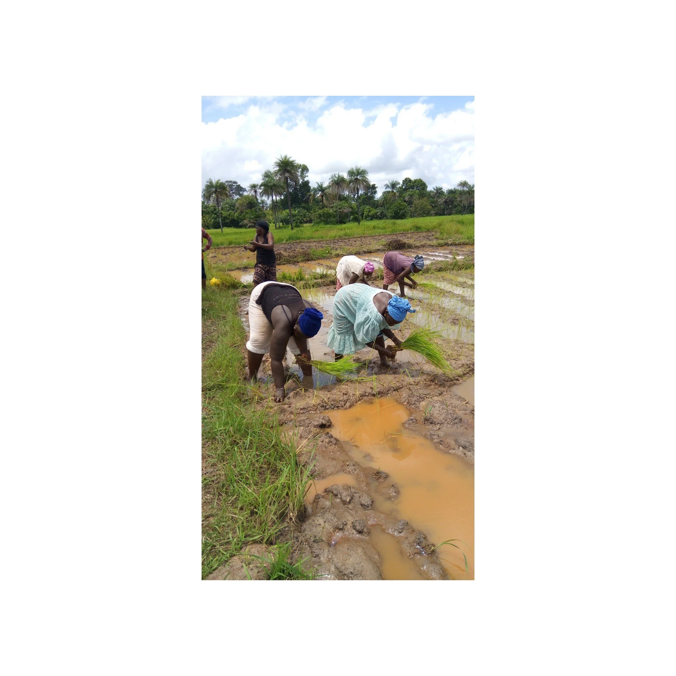 Funding Food Systems Transformation: The Intersection of Gender Equity ...