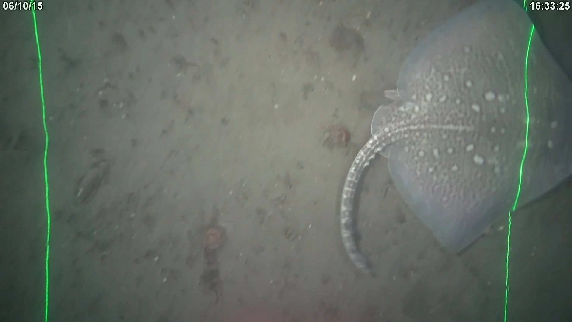 SAVANTE - Offshore Subsea Scanning - Savante Subsea and Underwater ...
