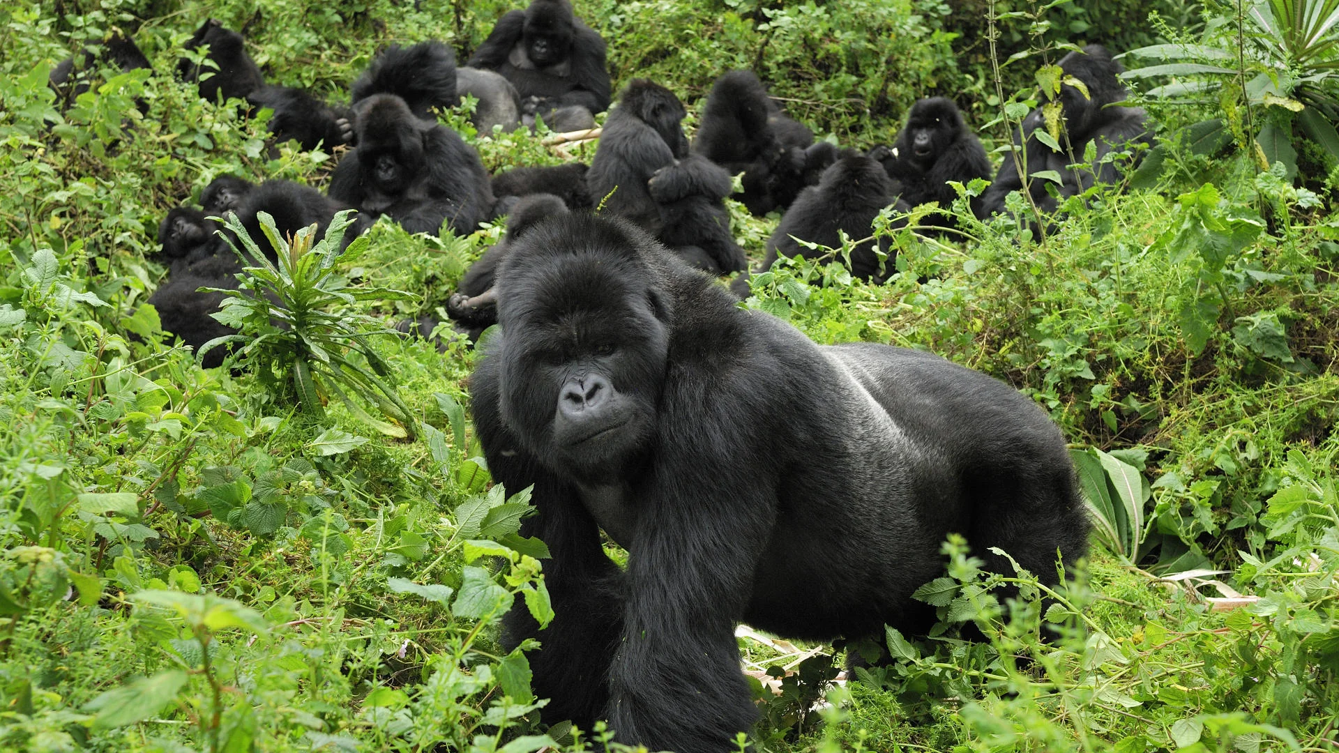 Le Parc National des Virunga — Safaris en Afrique