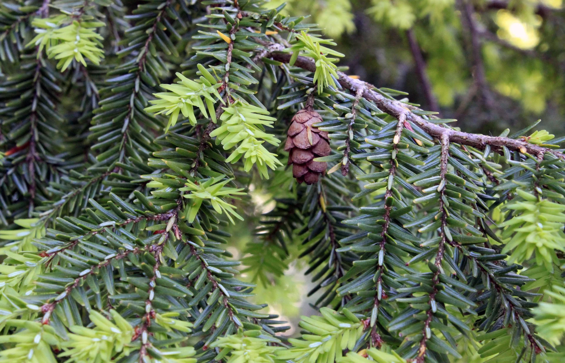 Eastern Hemlock Needles