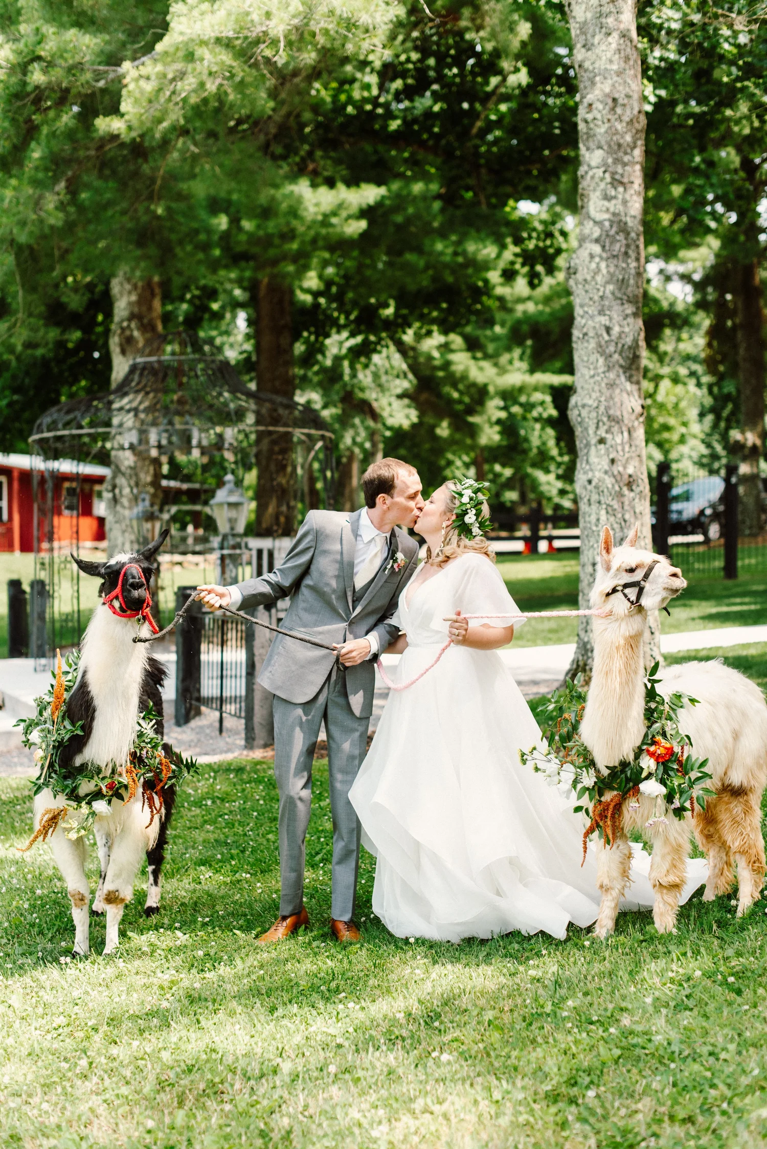 Alpaca's at a Wedding?? — Garden Rose