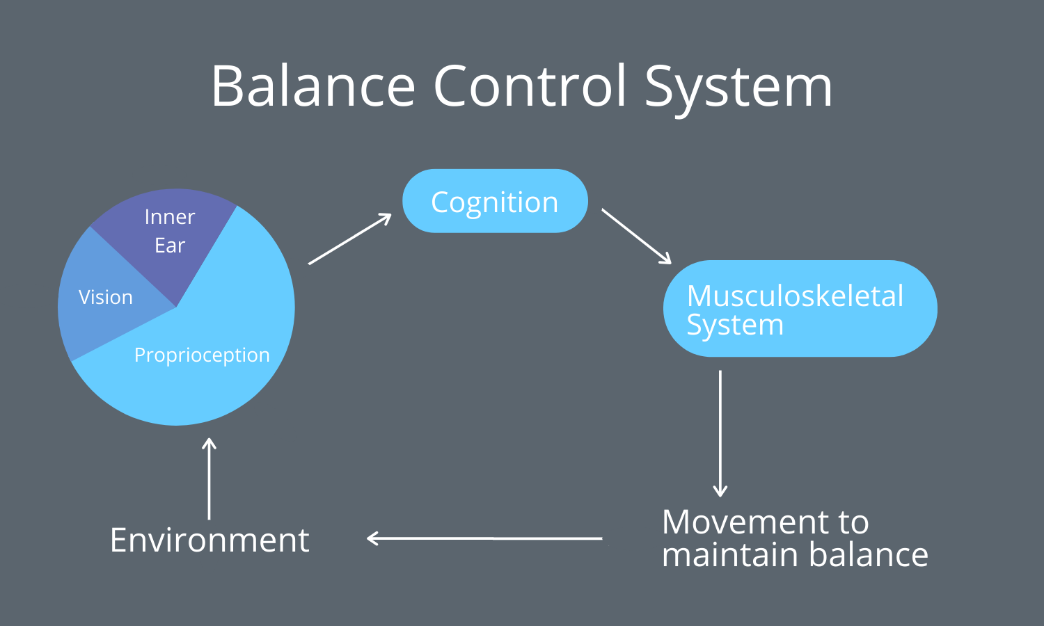 COMBATING THE EFFECTS OF AGING ON MUSCULOSKELETAL SYSTEM: Slow the ...