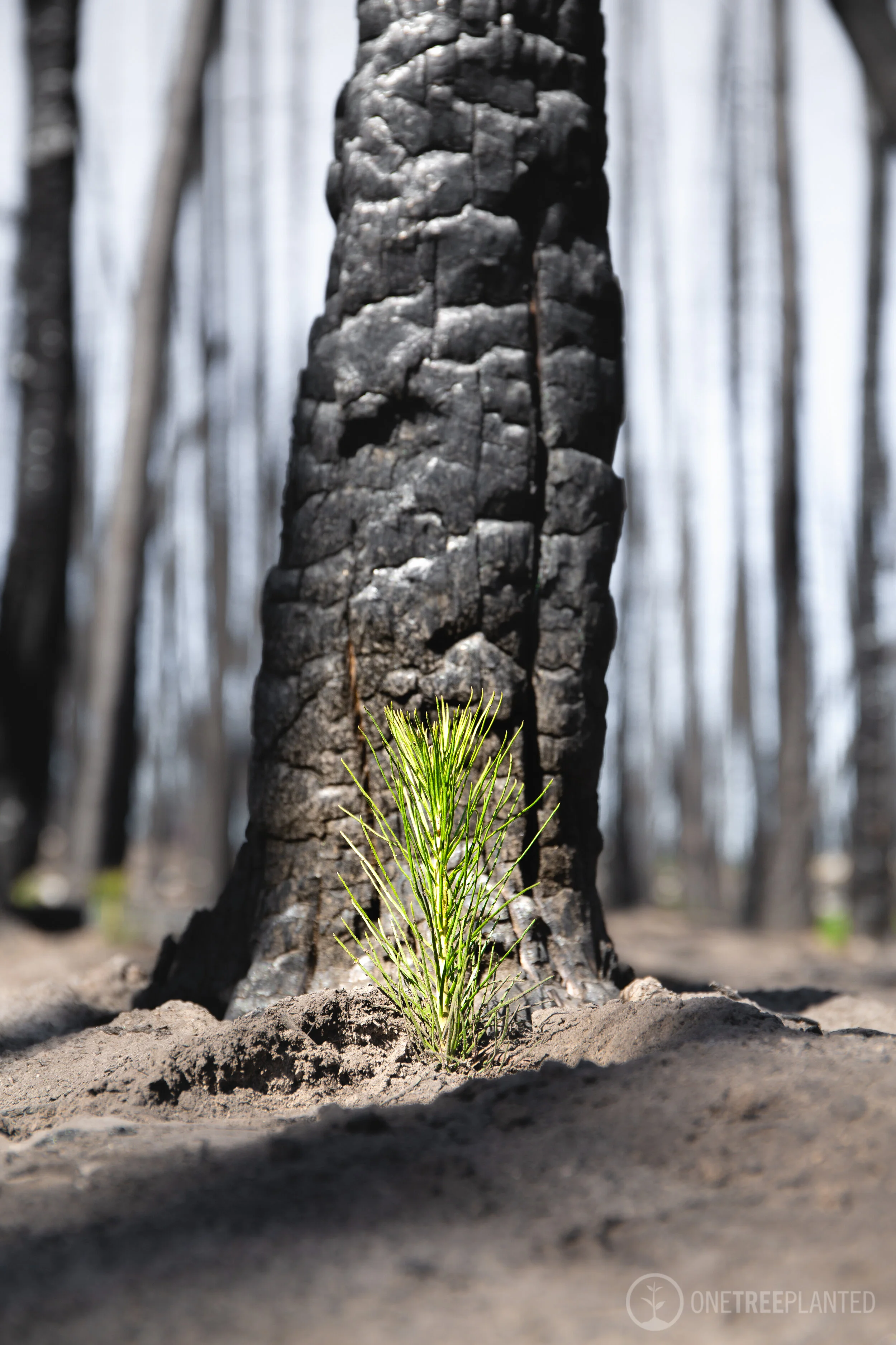 One Tree Planted — Zeppelin Coffee Company