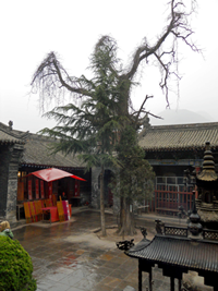 Taoism — Taoist Sanctuary of San Diego