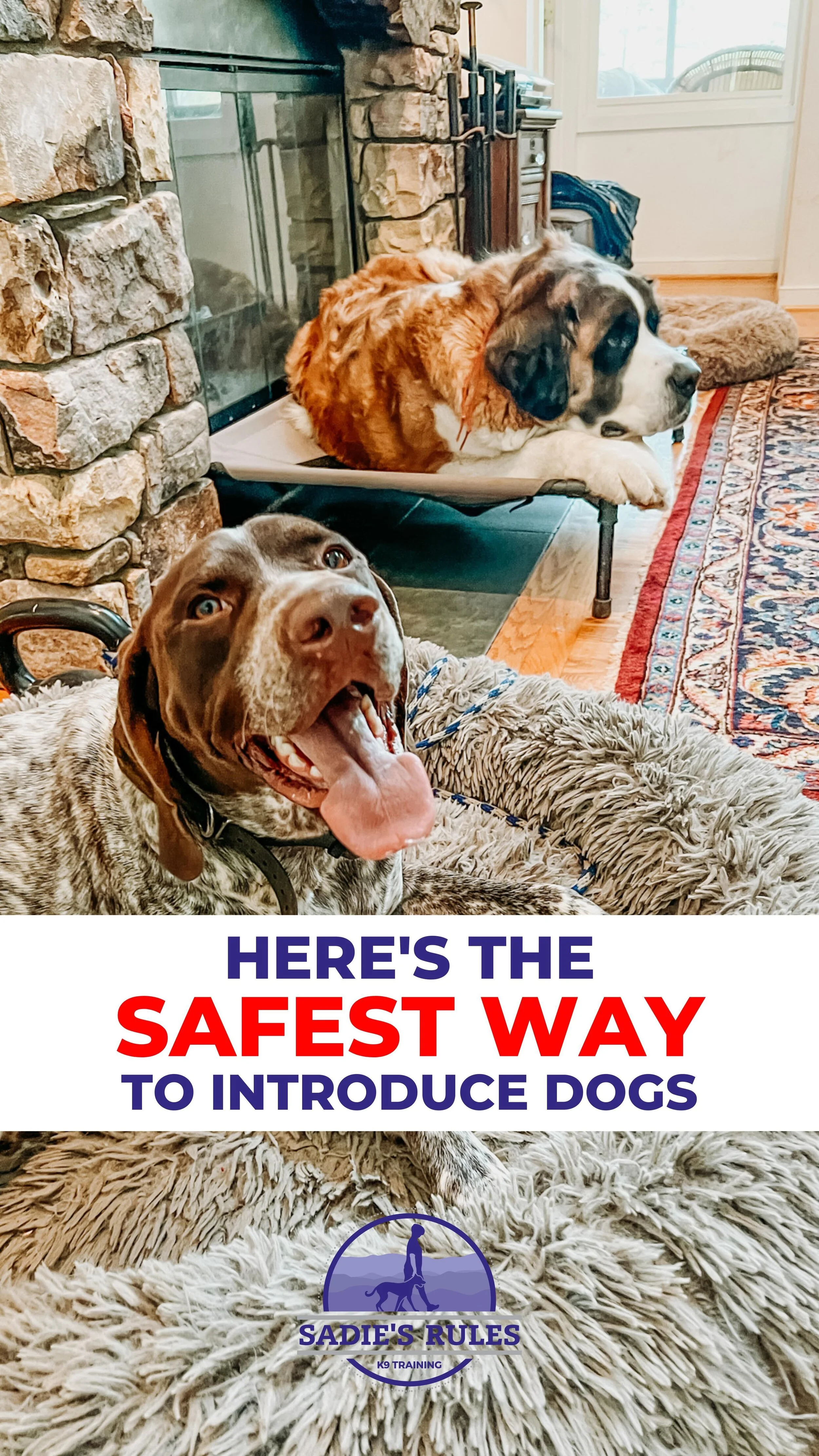 Charlottesville, VA Dog Training | Sadie's Rules | Dog Behavior ...