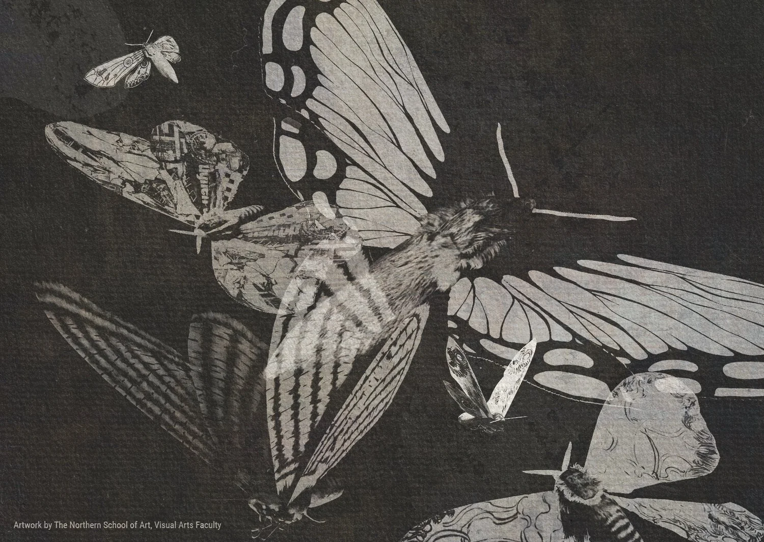 Moth x Human — Ellie Wilson