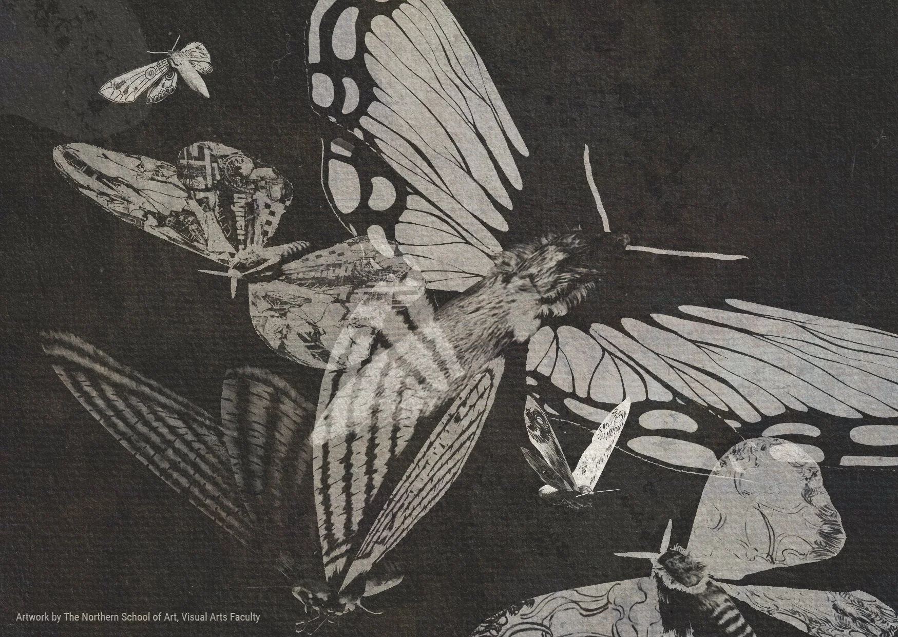Moth x Human — Ellie Wilson