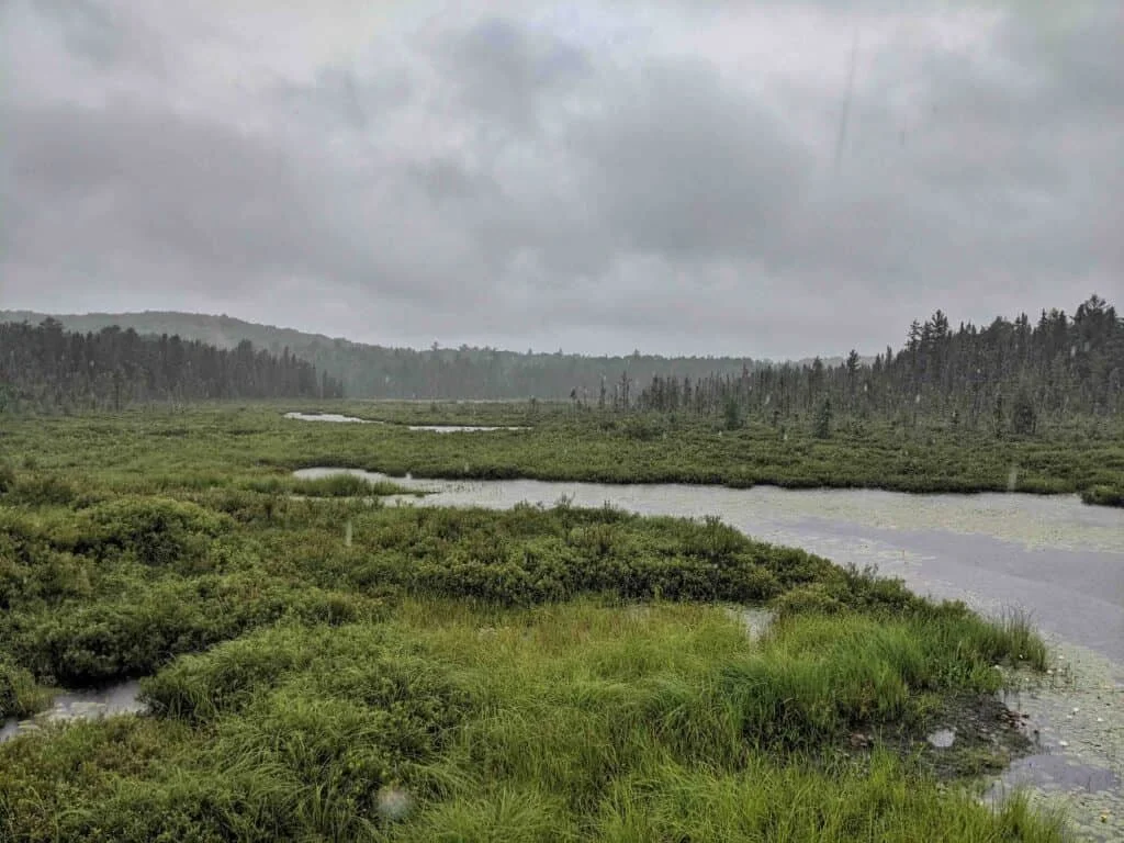 Wetlands: Peat Bogs — Water Docs