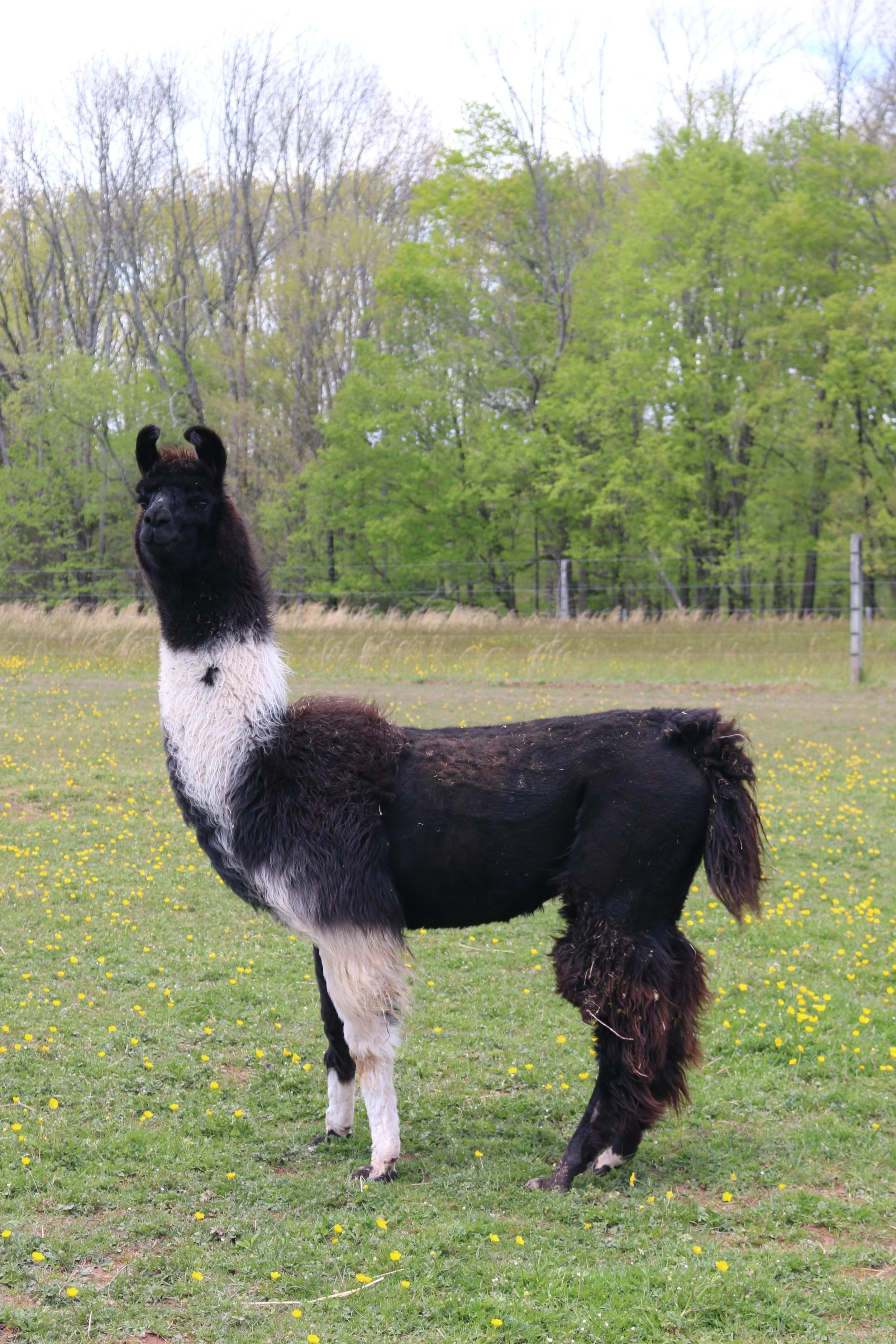 Llamas For Sale — WoodsEdge Farm