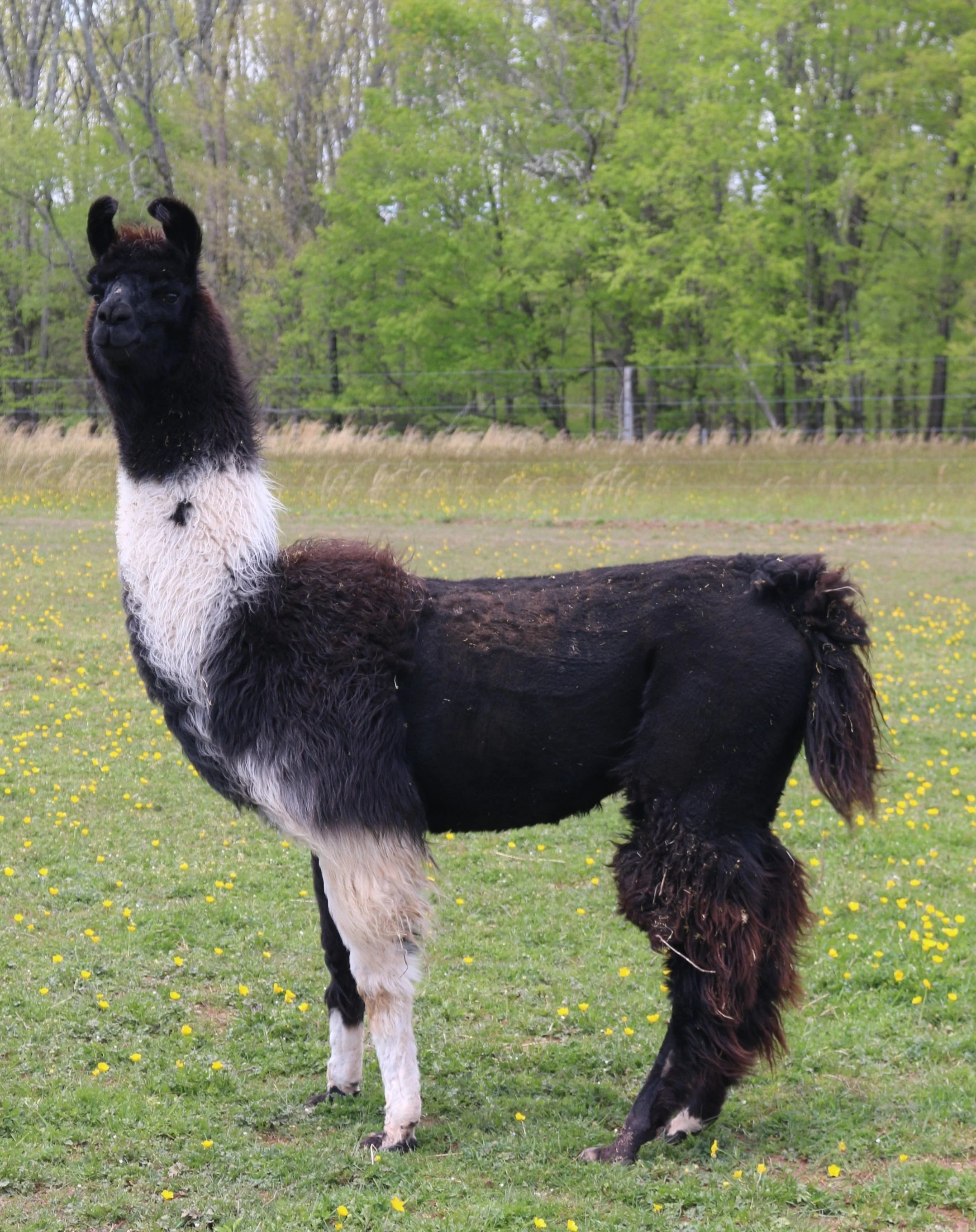 Llamas For Sale — WoodsEdge Farm