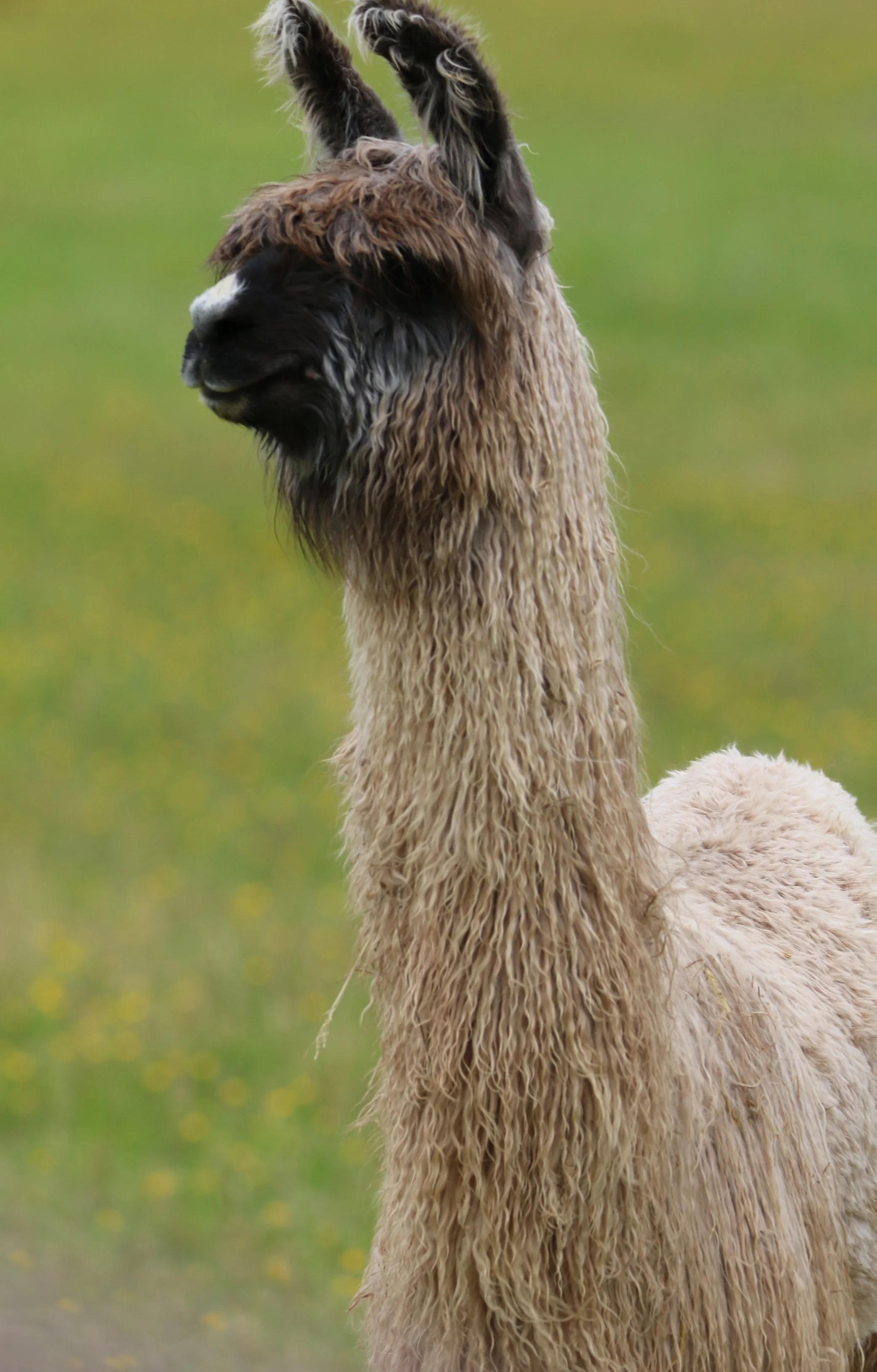 Female Llamas — WoodsEdge Farm
