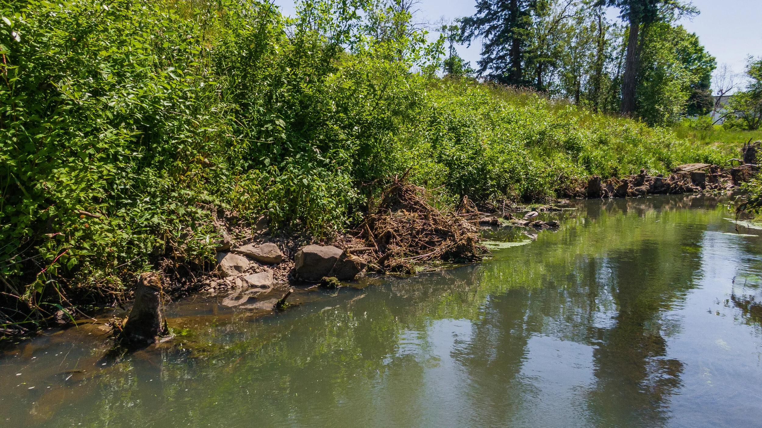 Bonita Natural Area Case Study — Tree for All