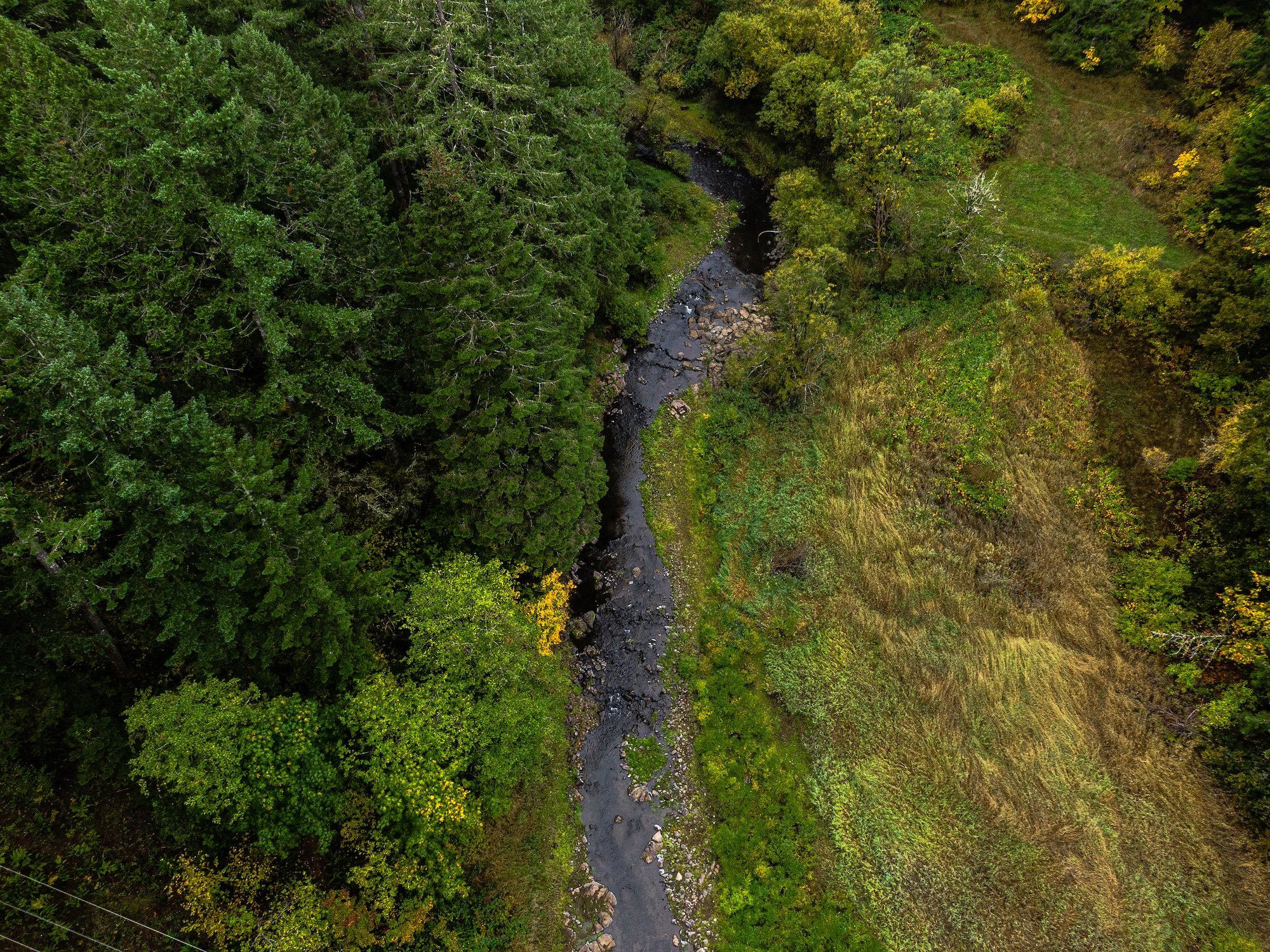 Group focuses on healthy trees for a more climate resilient watershed ...