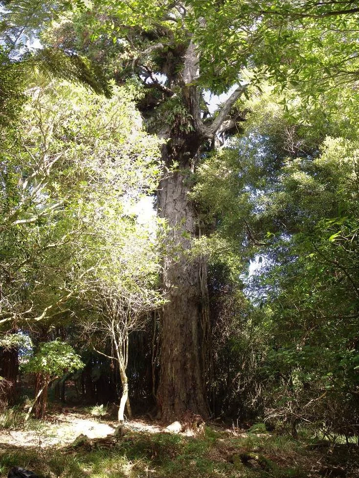 Waitahinga Trails — Wanganui Tramping Club
