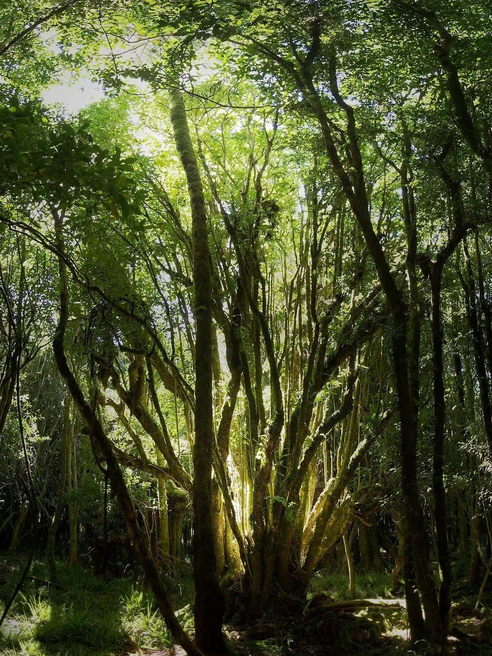 Waitahinga Trails — Wanganui Tramping Club