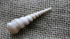 How to Paint Seashells - It's so easy!! — The Magic Crafter