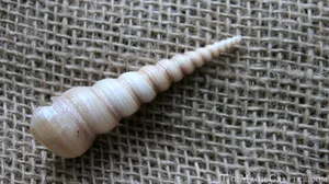 How to Paint Seashells - It's so easy!! — The Magic Crafter