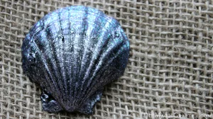 How to Paint Seashells - It's so easy!! — The Magic Crafter