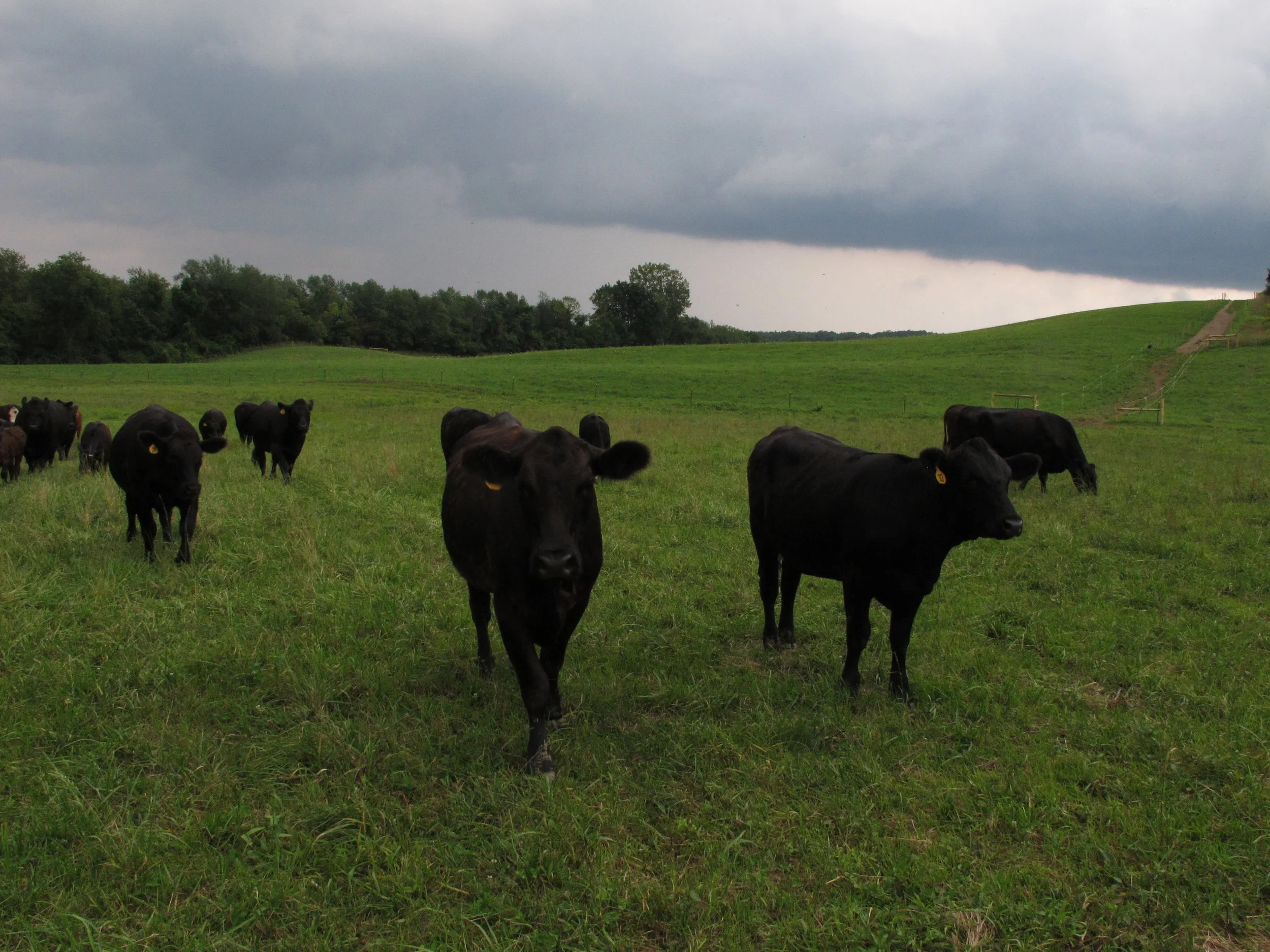 CSA SHARES — Roxbury Farm CSA