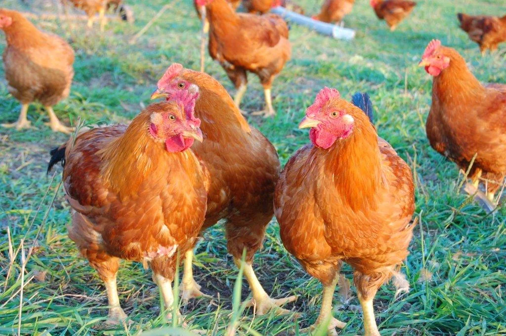 CSA SHARES — Roxbury Farm CSA