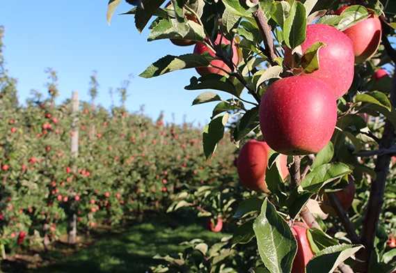 CSA SHARES — Roxbury Farm CSA