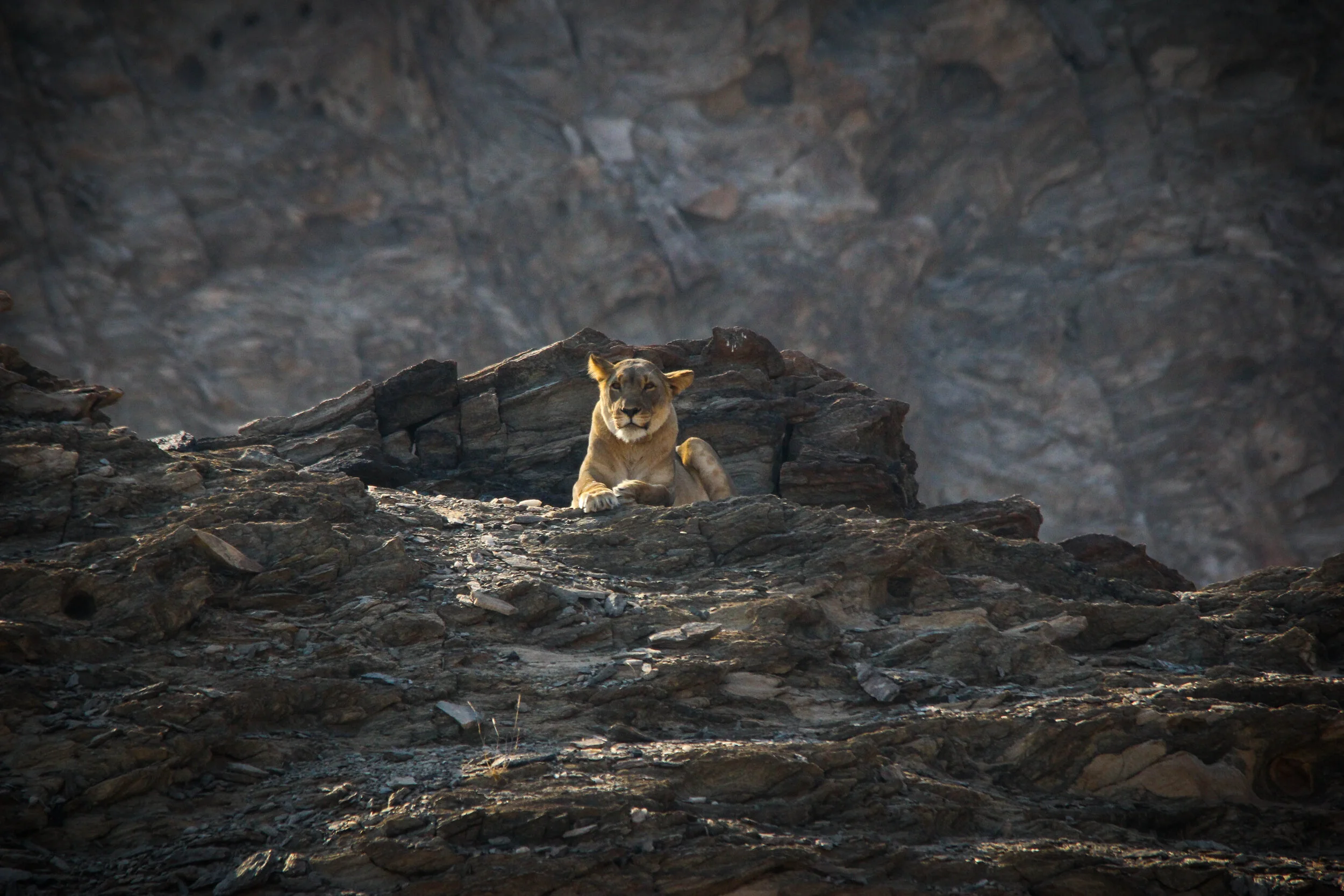 Saving Namibia’s Unique Desert Lions — Adventure Travel Conservation Fund