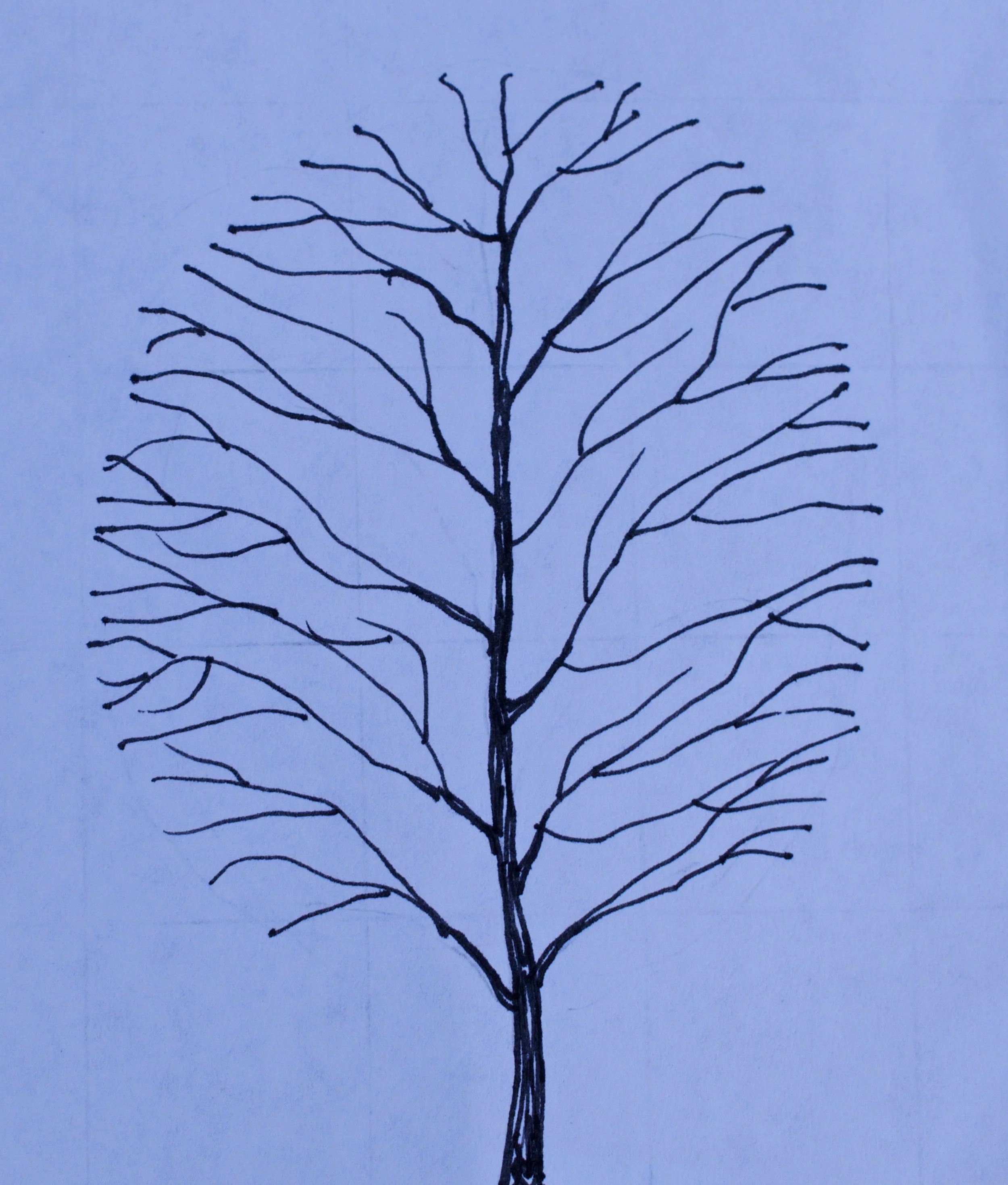 Elm, Frontier — ZOLLINGER FRUIT & TREE FARM