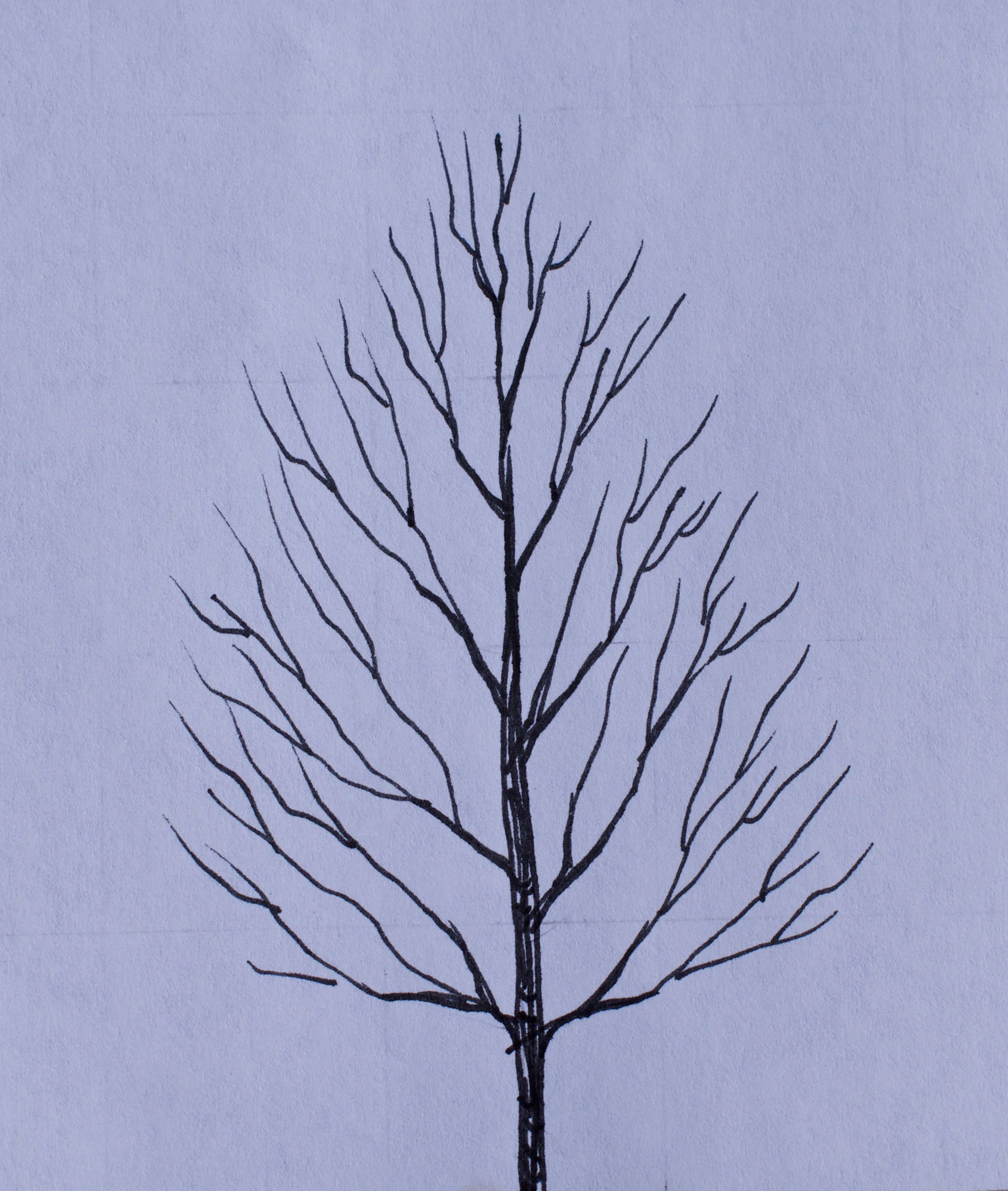 Sycamore, Exclamation — ZOLLINGER FRUIT & TREE FARM