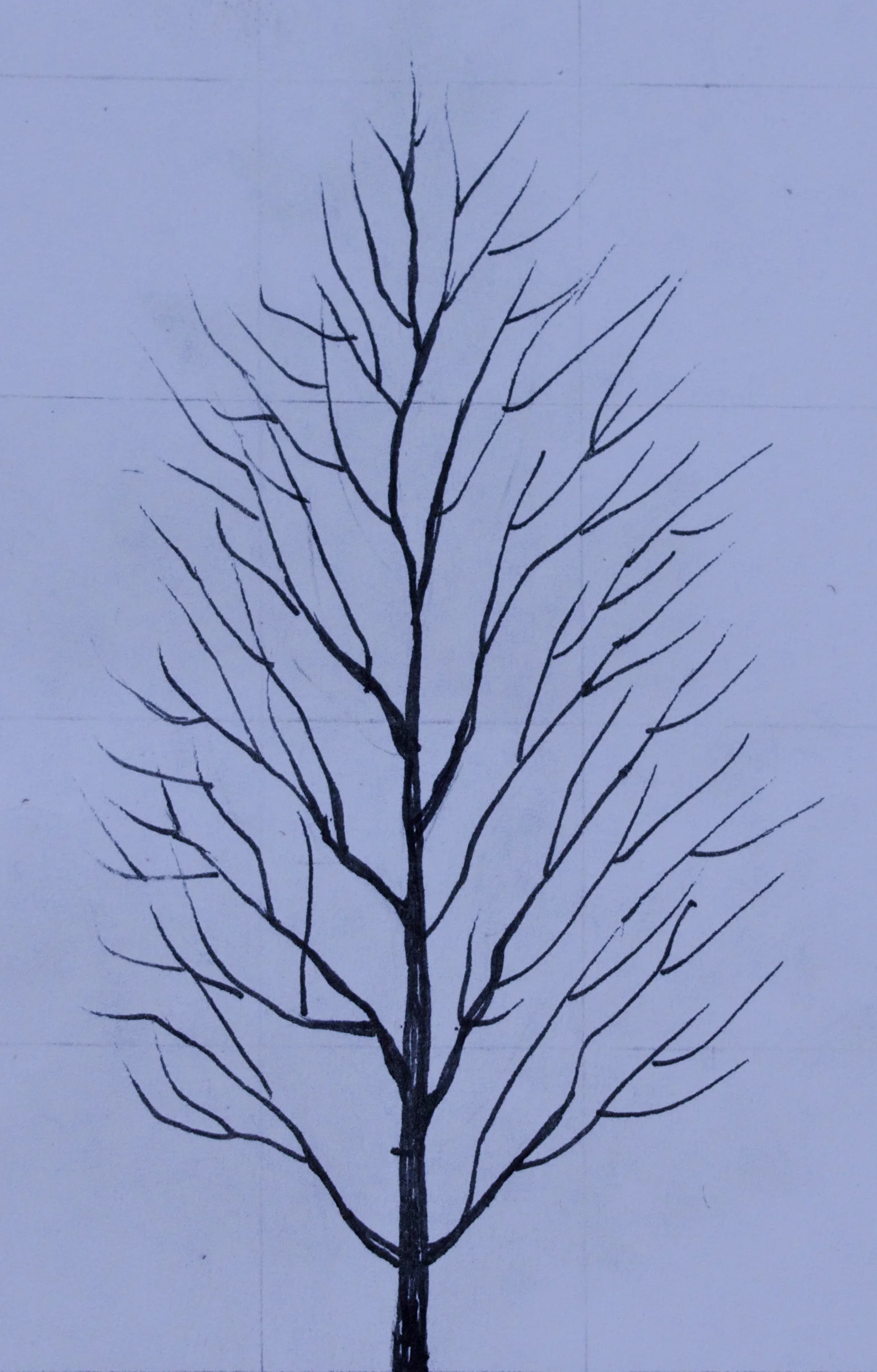 Maple, Rugged Charm — ZOLLINGER FRUIT & TREE FARM