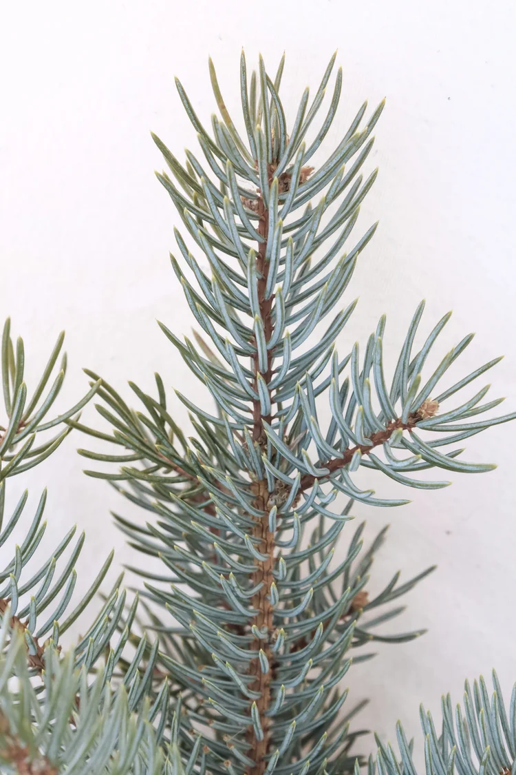Spruce, Columnar Blue — ZOLLINGER FRUIT & TREE FARM