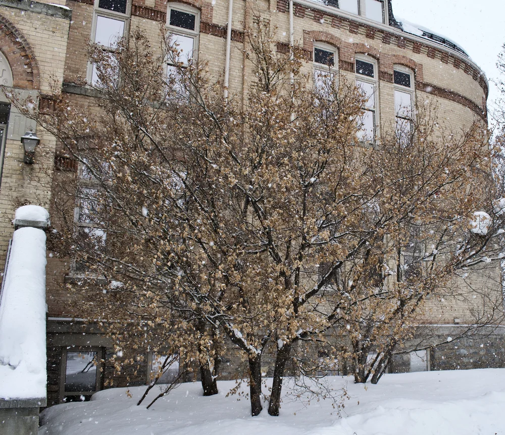 Maple, Northern Glow — ZOLLINGER FRUIT & TREE FARM