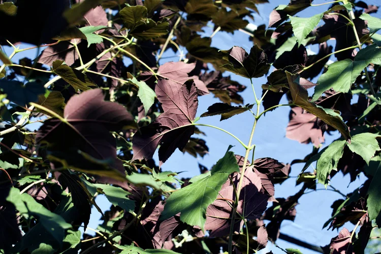 Maple, Regal Petticoat — ZOLLINGER FRUIT & TREE FARM