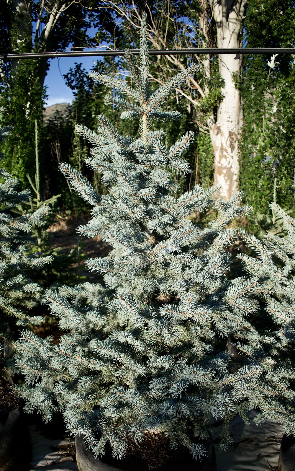 Spruce, Baby Blue Eyes — ZOLLINGER FRUIT & TREE FARM