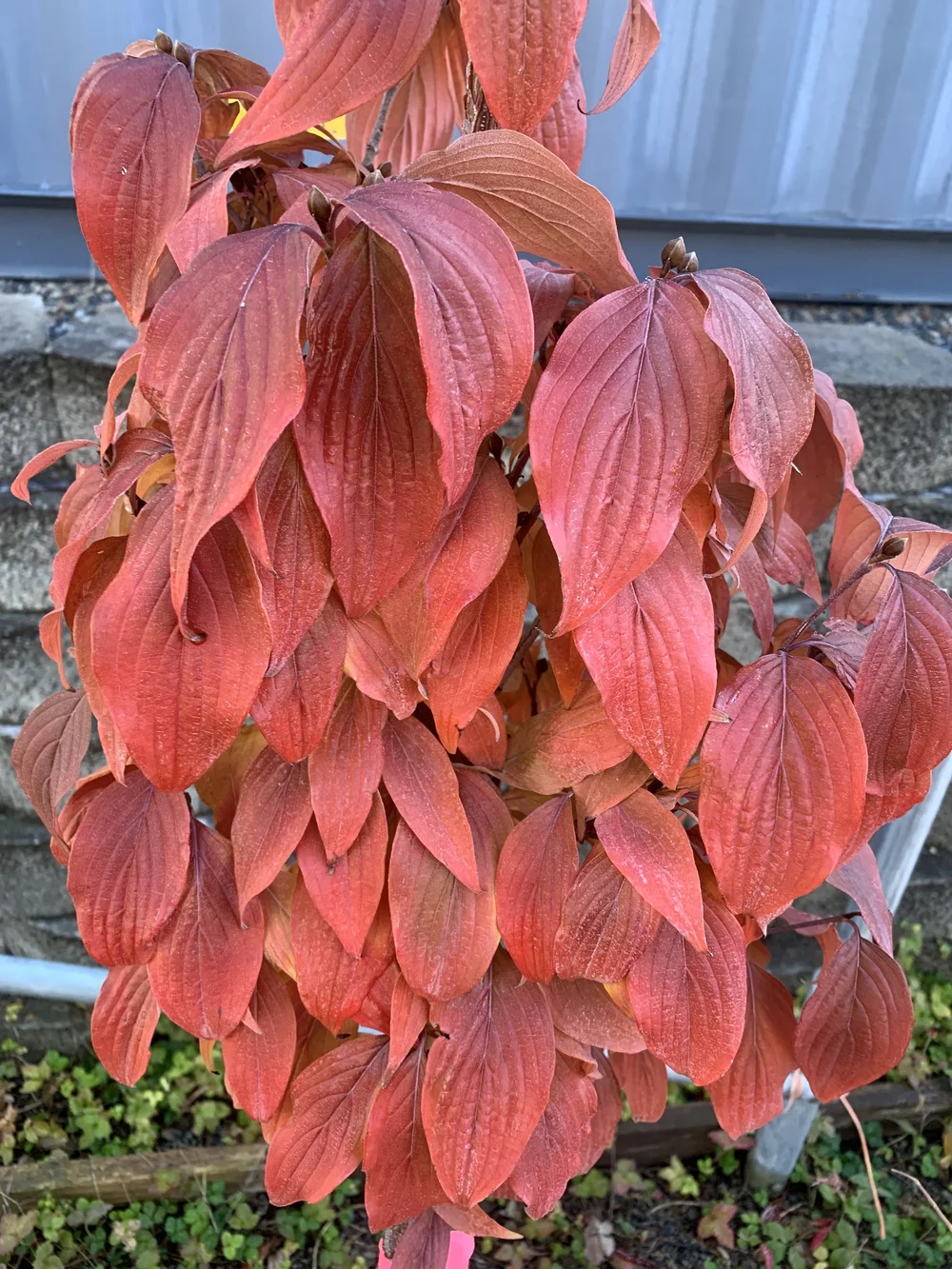 Dogwood, Saffron Sentinel — ZOLLINGER FRUIT & TREE FARM